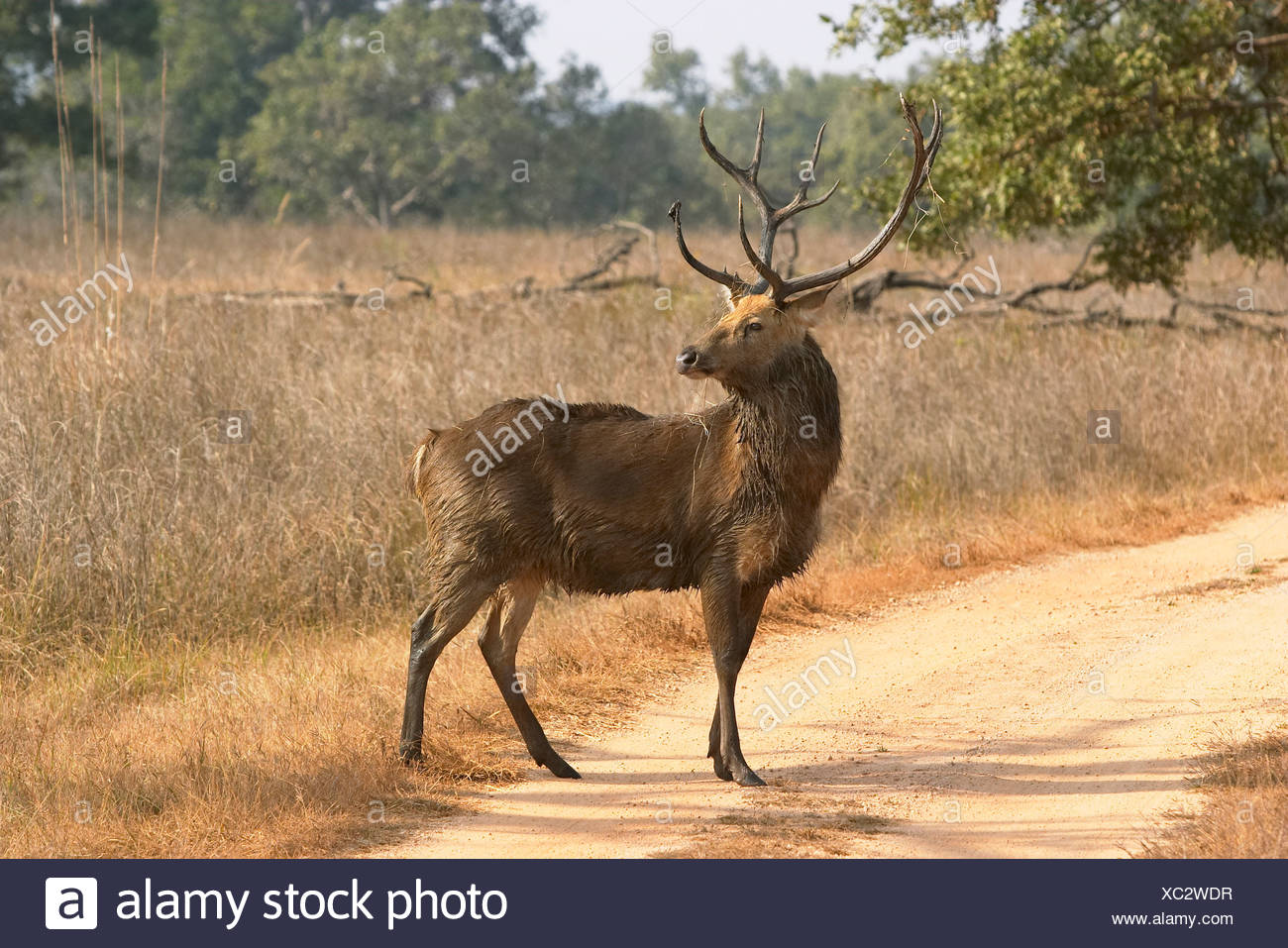 Barasingha High Resolution Stock Photography and Images - Alamy