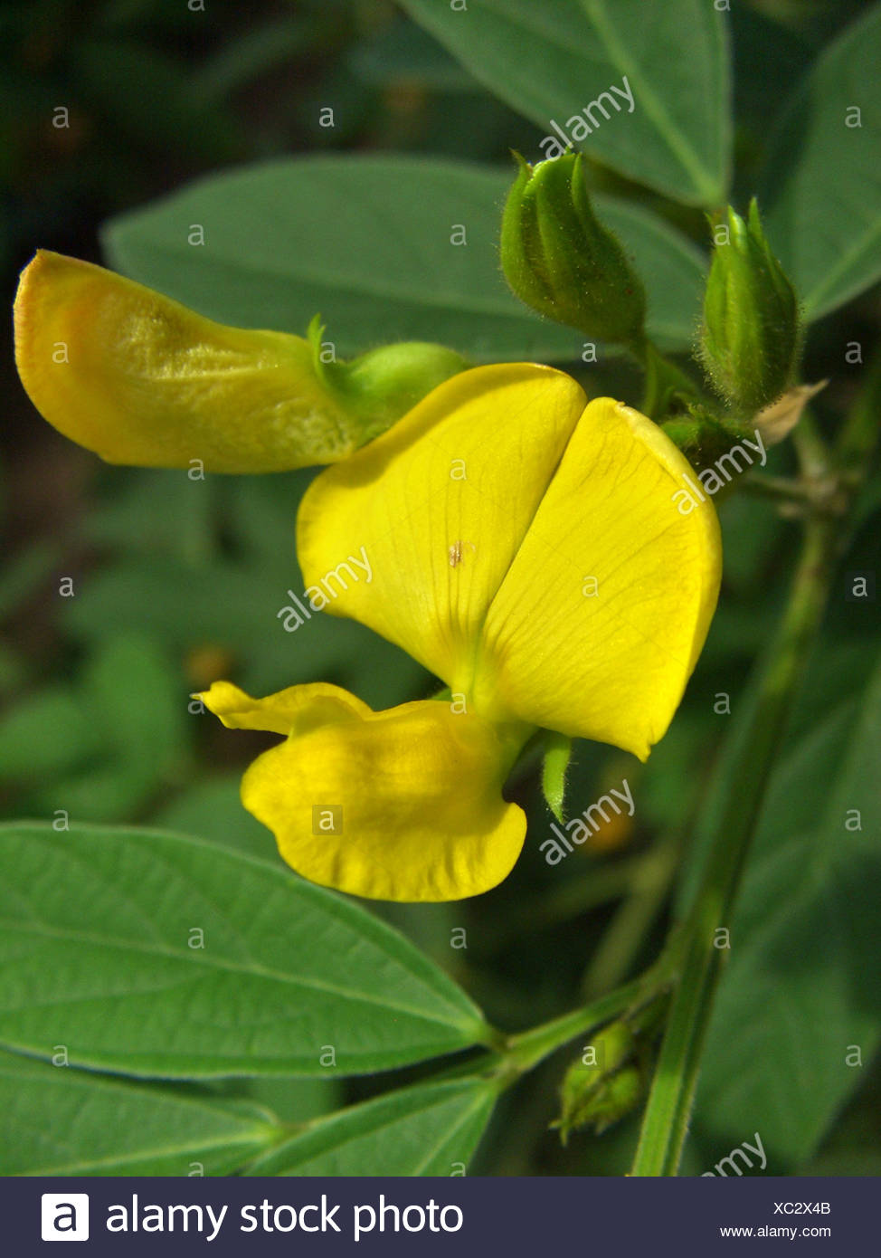 Gungo Stock Photos & Gungo Stock Images - Alamy