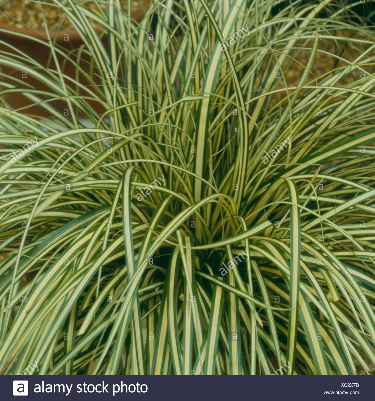 Carex Evergold Stock Photos & Carex Evergold Stock Images - Alamy