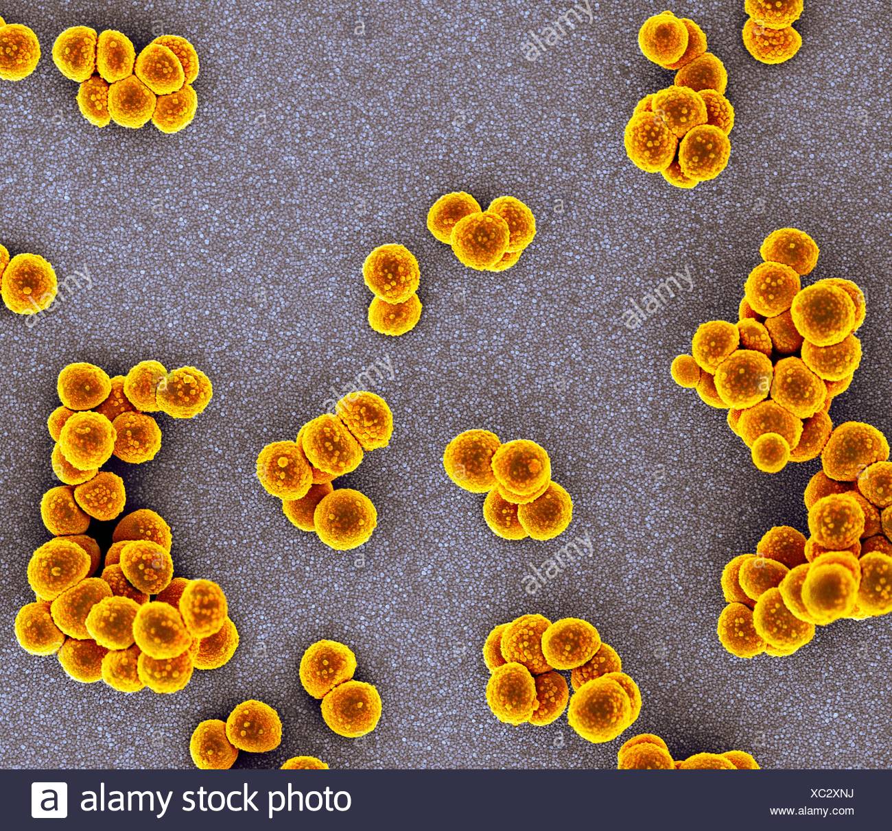 Scanning Electron Micrograph Aureus Bacteria High Resolution Stock ...