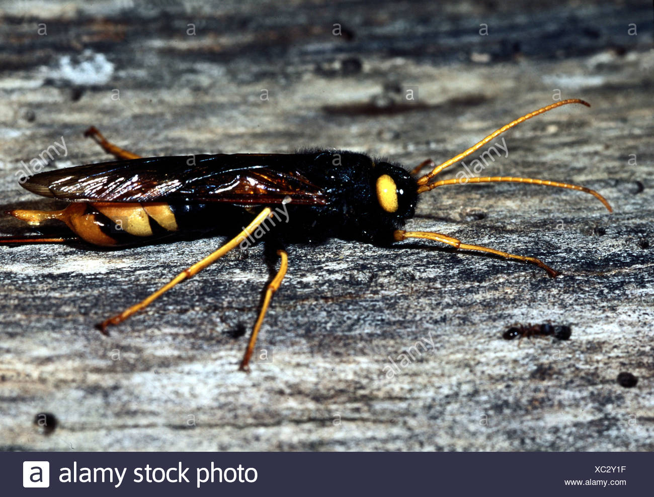 Giant Horntail Stock Photos & Giant Horntail Stock Images - Alamy