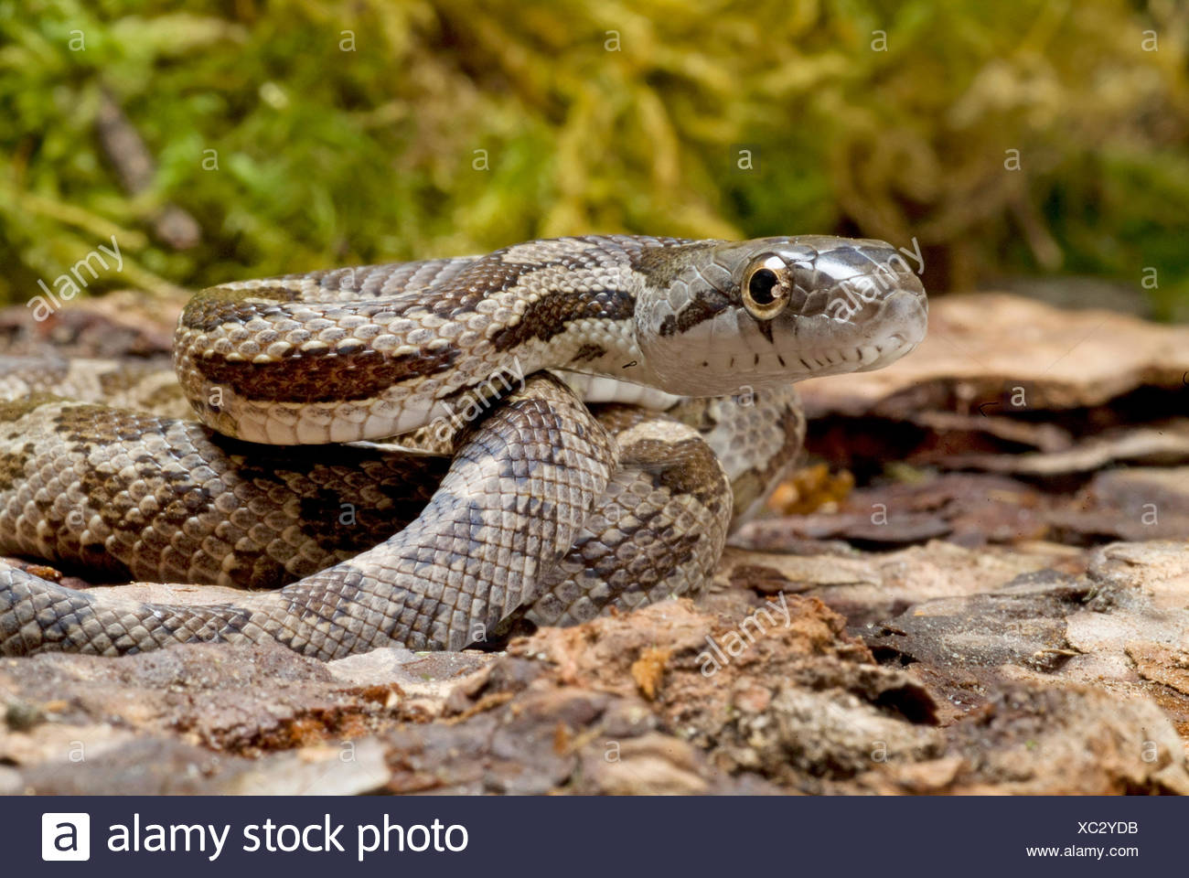 North American Rat Snake High Resolution Stock Photography and Images ...