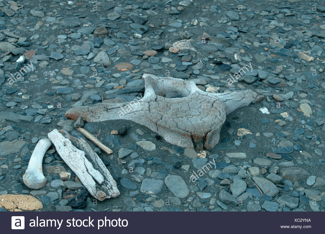 Whalebone High Resolution Stock Photography and Images - Alamy