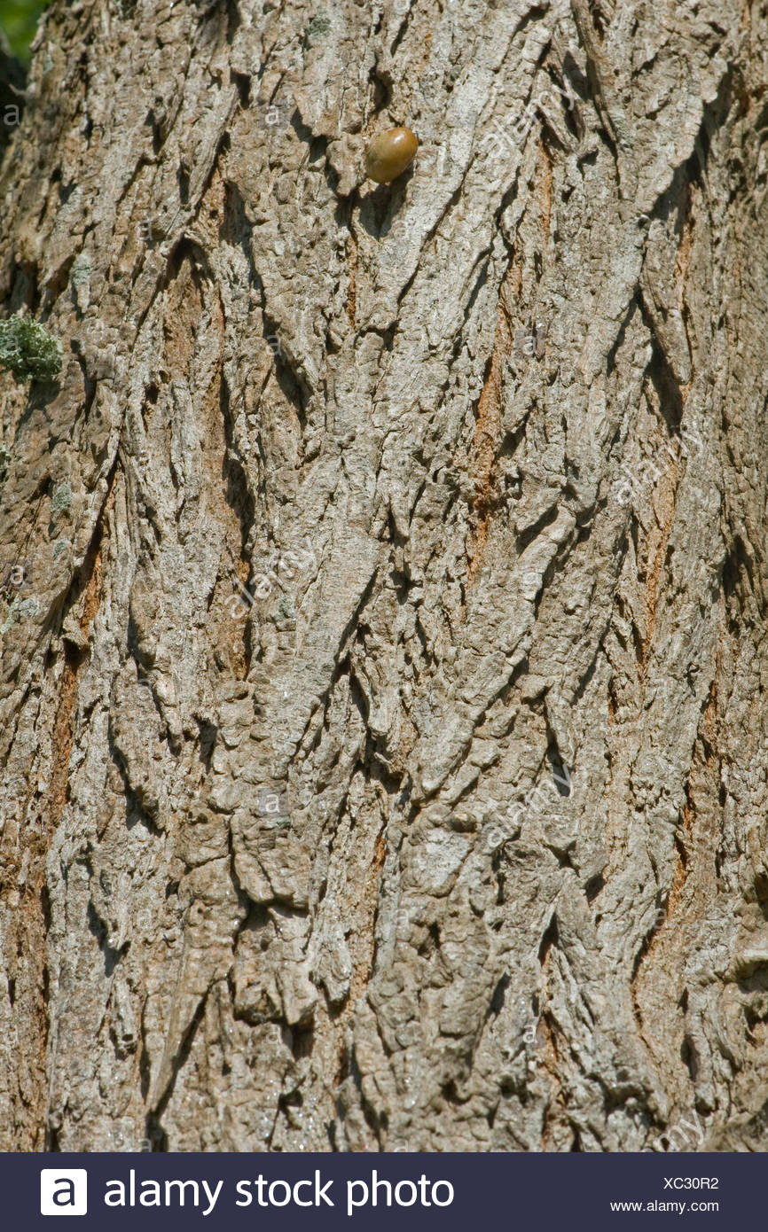 Black_locust High Resolution Stock Photography and Images - Alamy