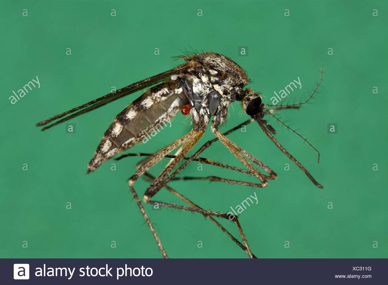 Microscopic Shots High Resolution Stock Photography and Images - Alamy