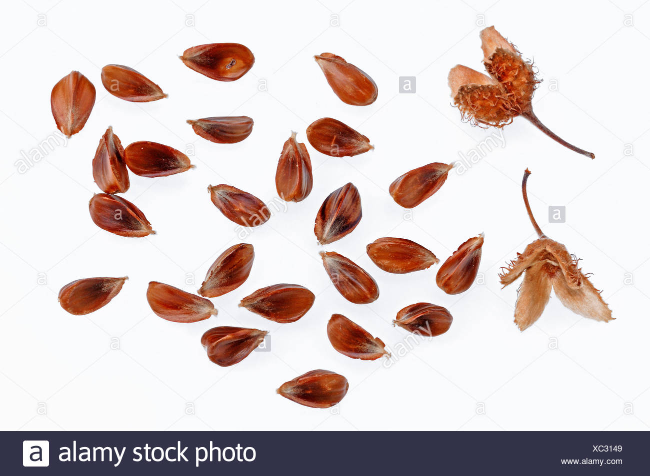 Beechnuts European Beech Common Beech Stock Photos & Beechnuts European ...