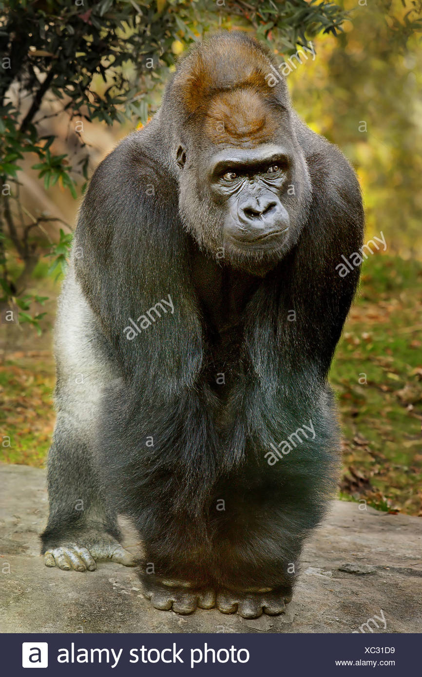 Looking Askance Stock Photos & Looking Askance Stock Images - Alamy