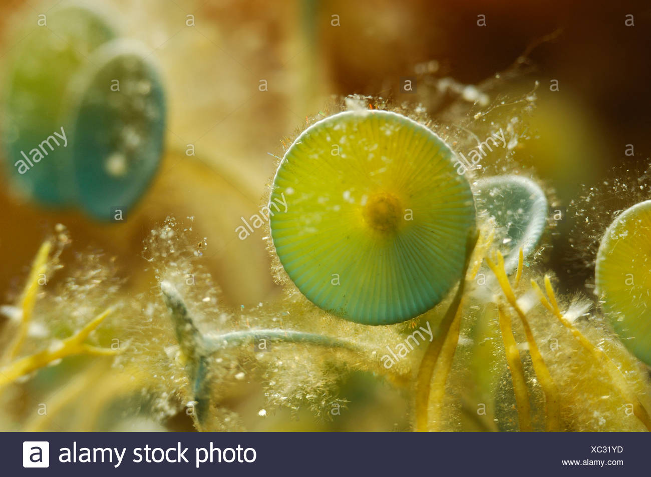 Acetabularia High Resolution Stock Photography and Images - Alamy