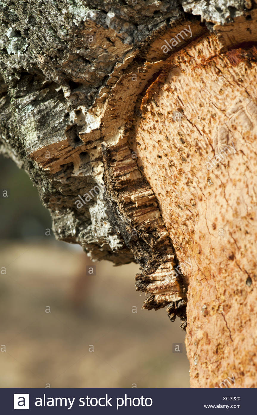 Corkwood Stock Photos & Corkwood Stock Images - Alamy
