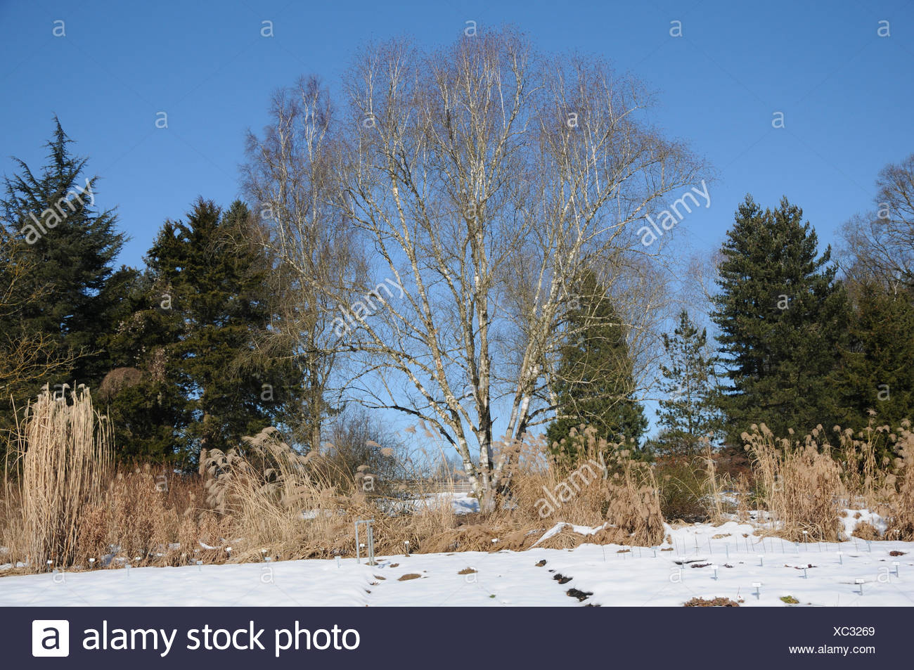 Himalayan Birch Tree Stock Photos & Himalayan Birch Tree Stock Images ...