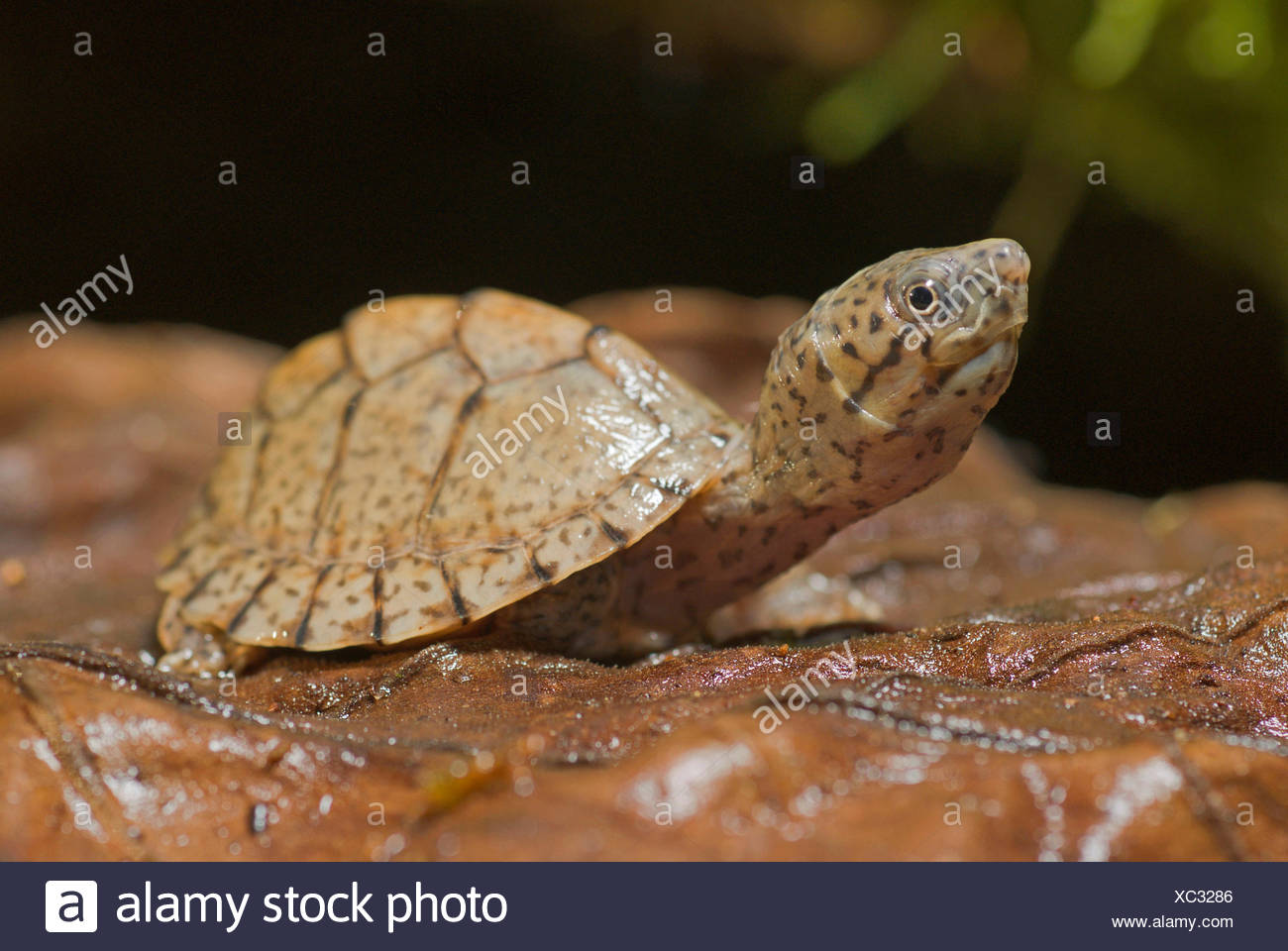Musk Turtle High Resolution Stock Photography and Images - Alamy