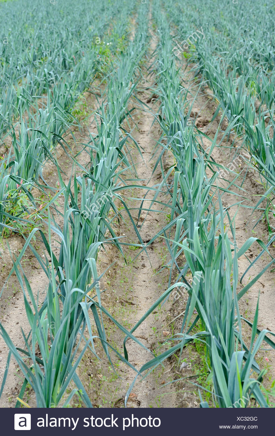 Leek Crop High Resolution Stock Photography and Images - Alamy