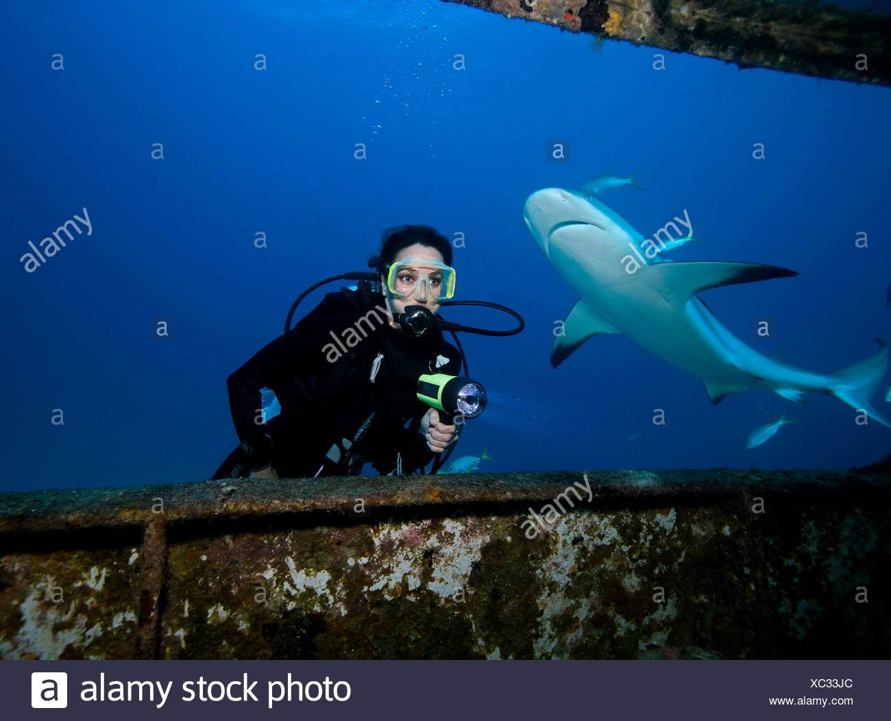 Female Diver Shark High Resolution Stock Photography and Images - Alamy