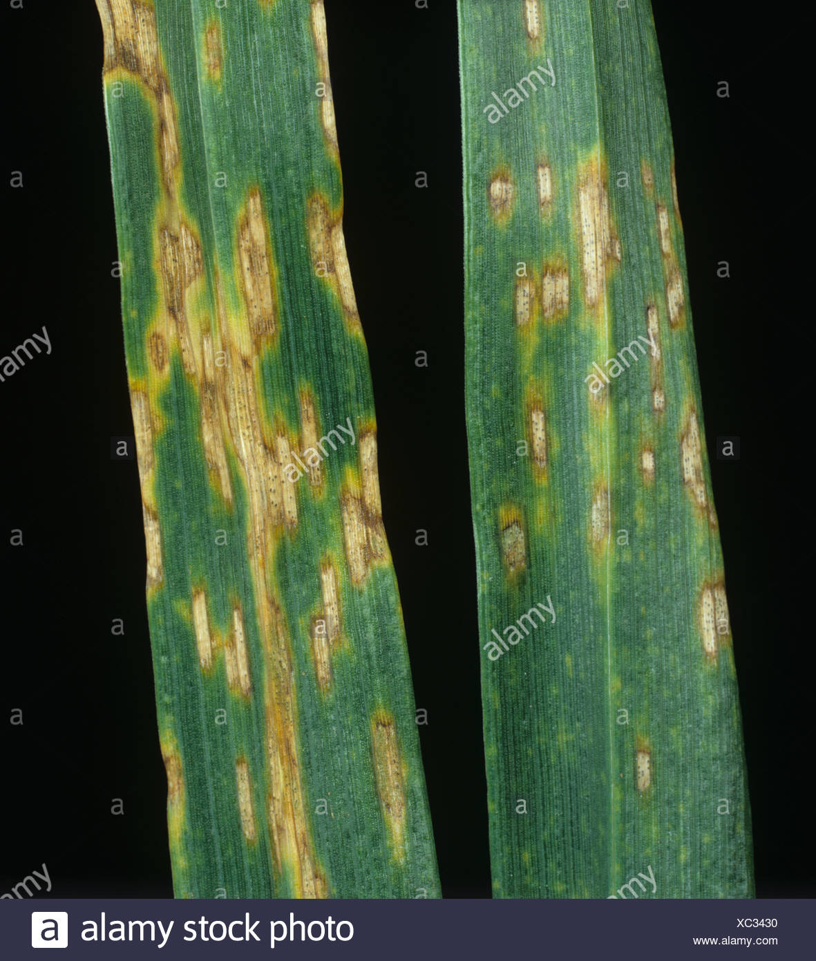 Septoria Tritici Septoria Tritici High Resolution Stock Photography and ...
