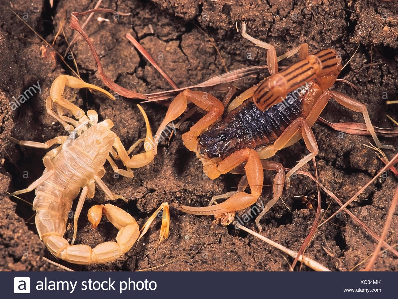 Indian Scorpion High Resolution Stock Photography and Images - Alamy