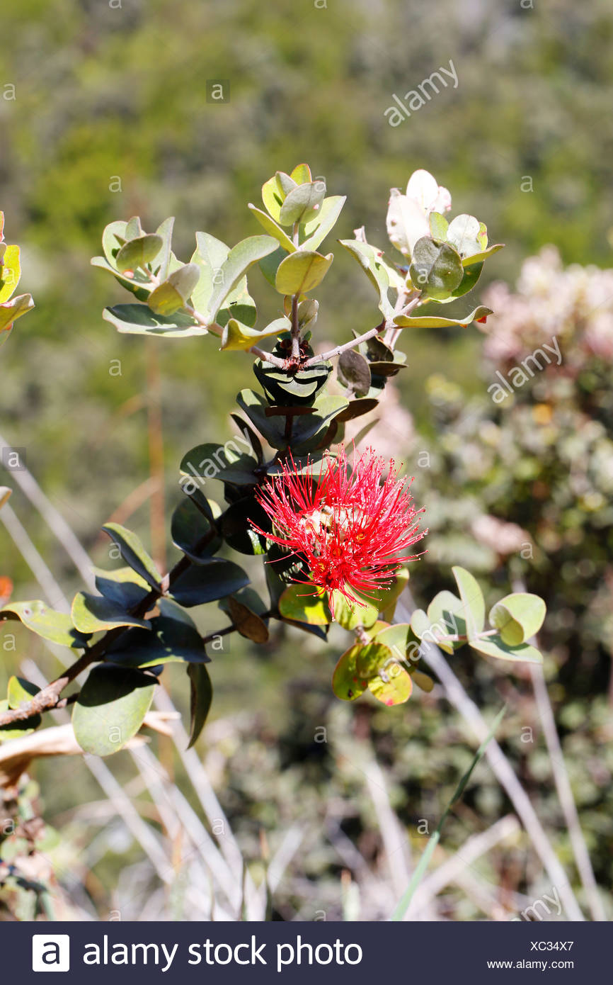 Ohia Lehua Blossom High Resolution Stock Photography and Images - Alamy