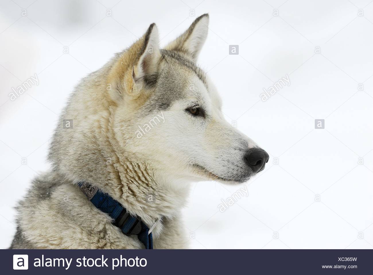 Portrait Siberian Husky High Resolution Stock Photography and Images ...