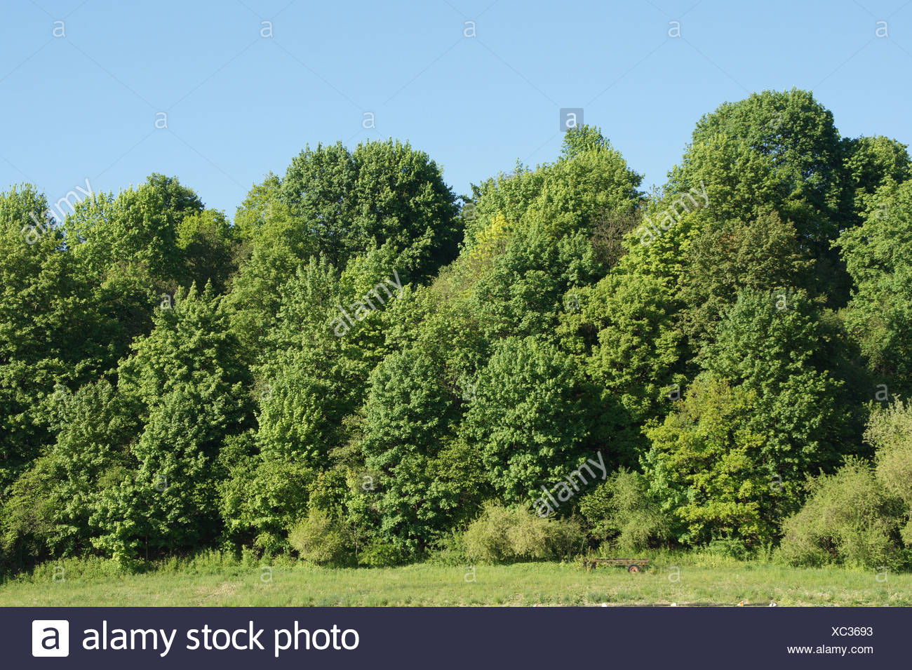 Mischwald Stock Photos & Mischwald Stock Images - Alamy