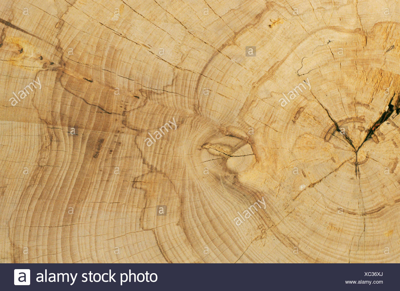 Cross Section Of Plants High Resolution Stock Photography and Images ...