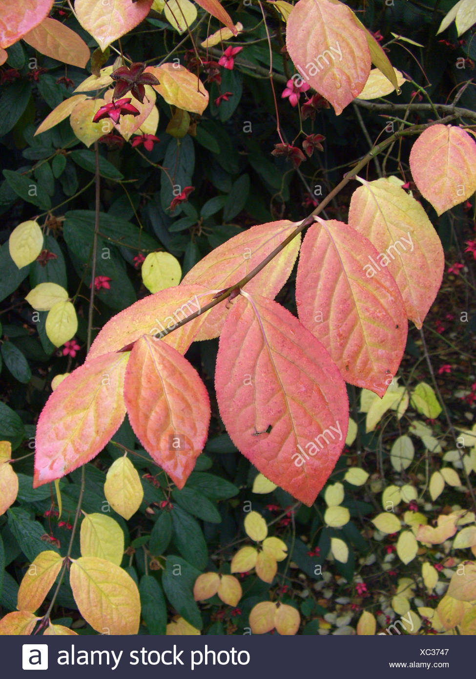 Dangle High Resolution Stock Photography and Images - Alamy