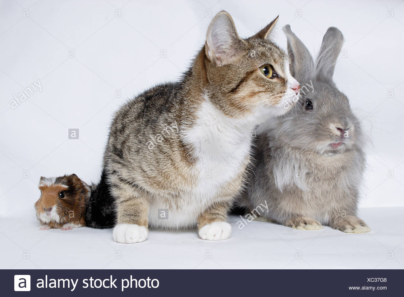Lionhead Cross Rabbit High Resolution Stock Photography and Images - Alamy