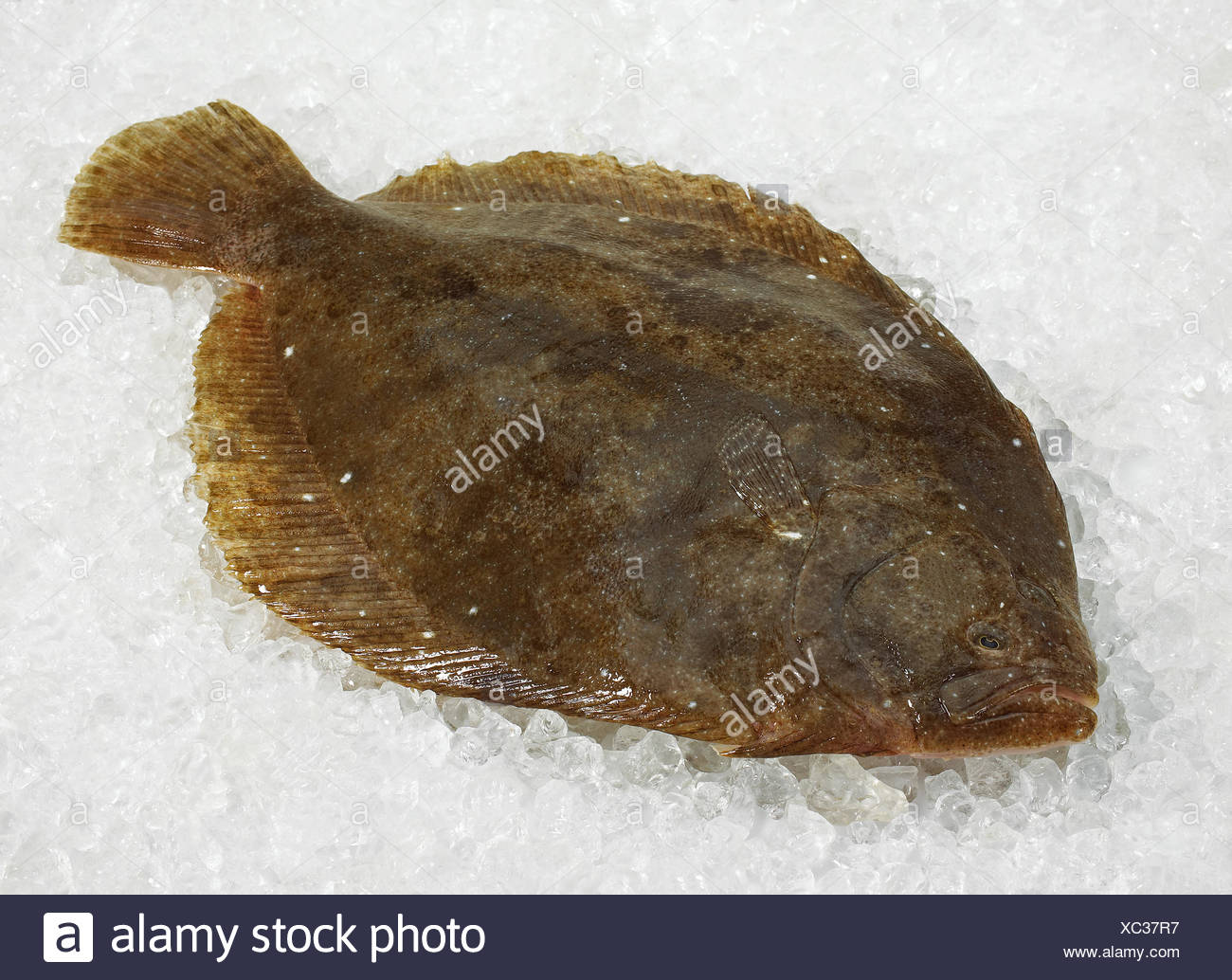 Brill Fish Stock Photos & Brill Fish Stock Images - Alamy