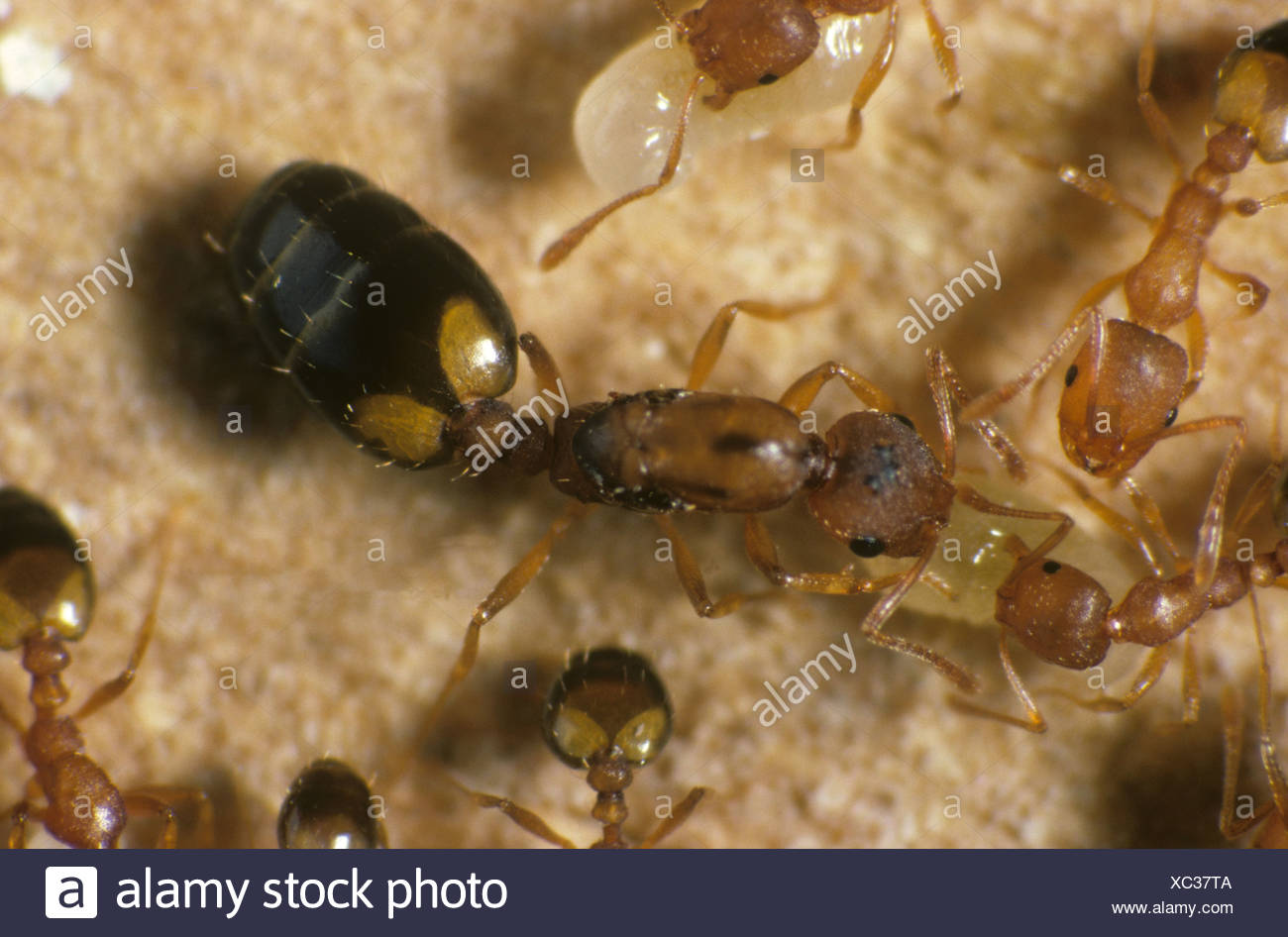 Queen Ant Eggs High Resolution Stock Photography and Images - Alamy