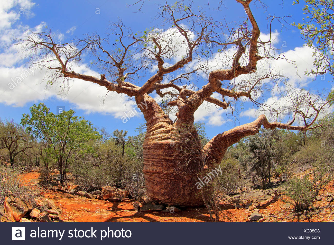 Old Baobab Trees High Resolution Stock Photography and Images - Alamy