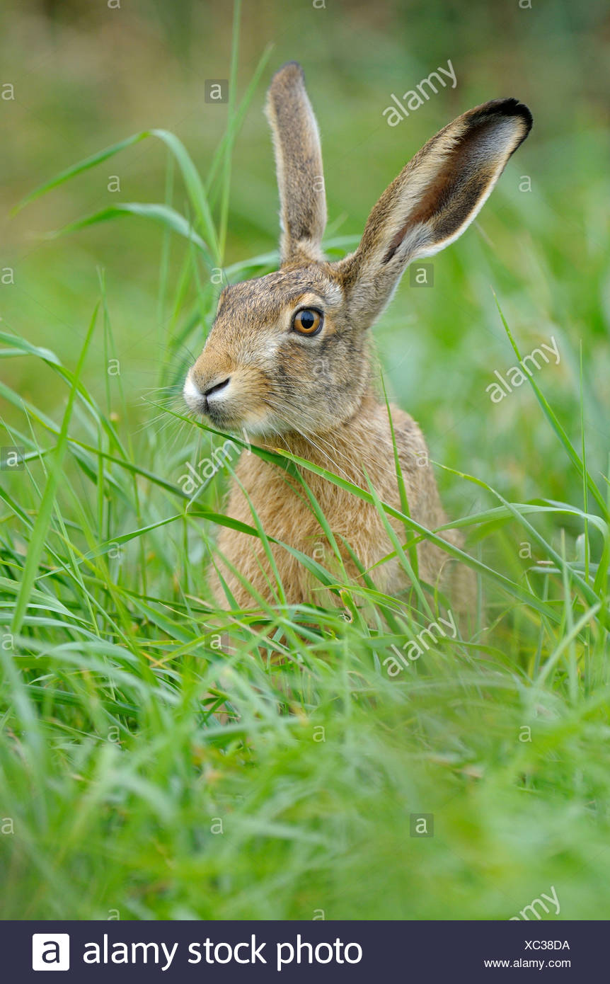 Brown Hare Sitting Upright Stock Photos & Brown Hare Sitting Upright ...