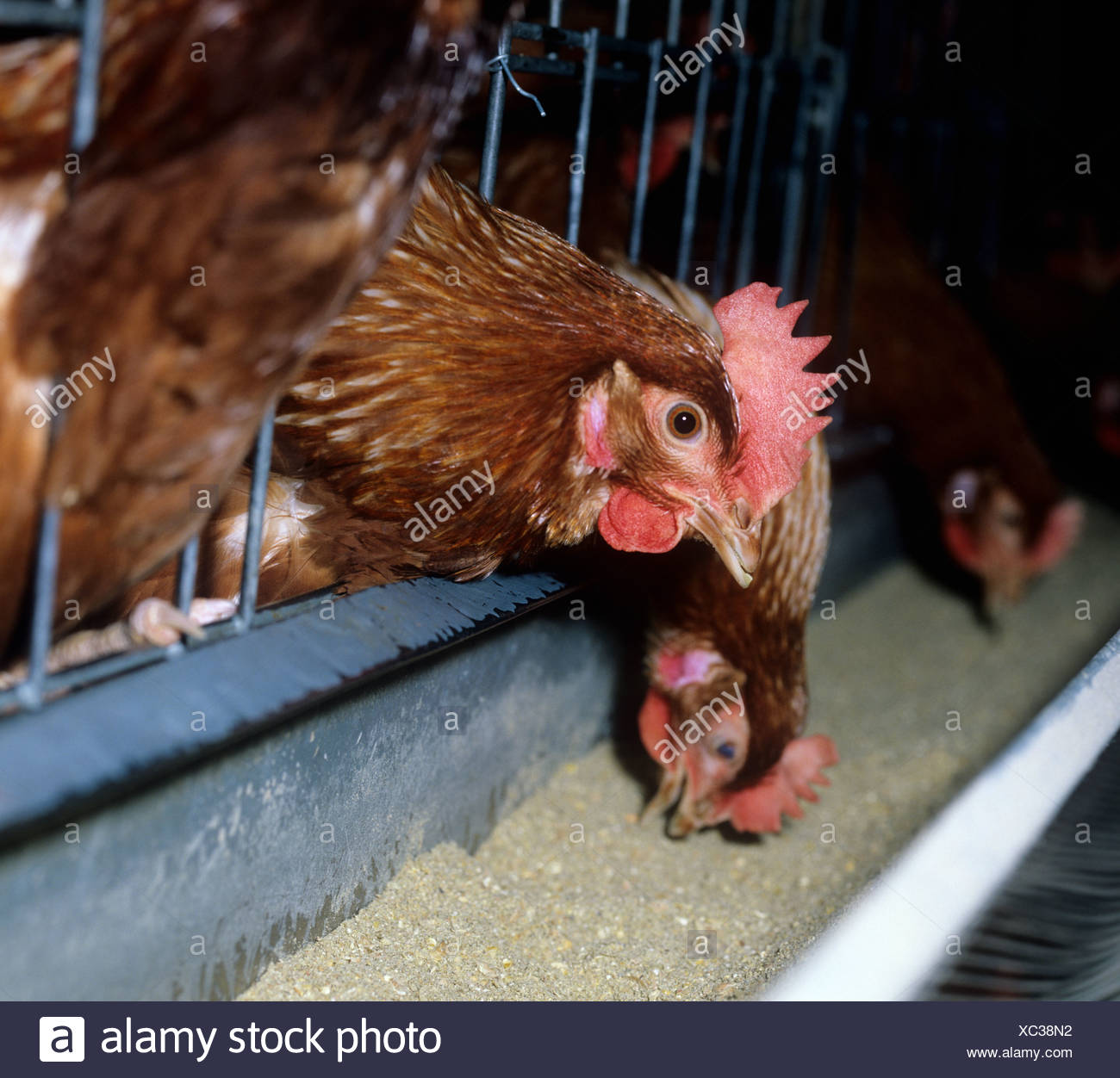 Egg Laying Hen High Resolution Stock Photography and Images - Alamy