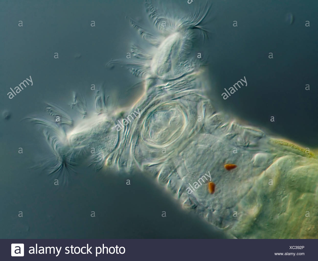 Bdelloid Rotifer High Resolution Stock Photography and Images - Alamy