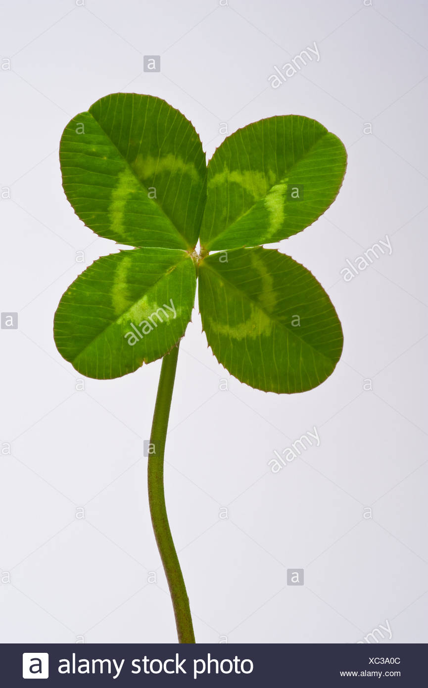 Four Leaf Clover Stock Photos & Four Leaf Clover Stock Images - Alamy