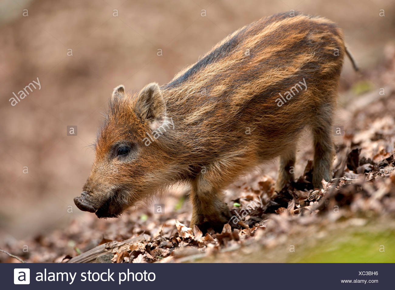 Shoat Stock Photos & Shoat Stock Images - Alamy