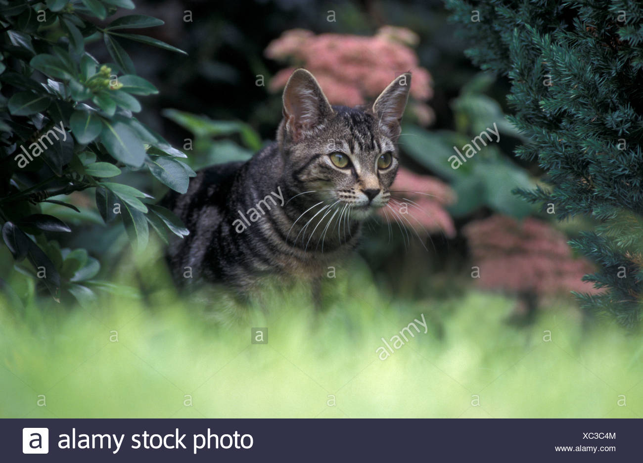 Cat Prowling Domestic Stock Photos & Cat Prowling Domestic Stock Images ...