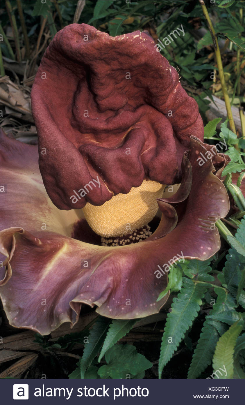 Stink Lily High Resolution Stock Photography and Images - Alamy