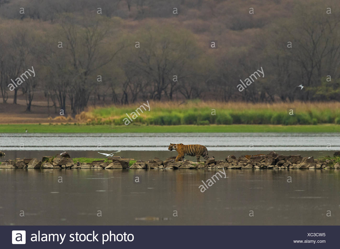 Tiger Cubs And Mother High Resolution Stock Photography and Images - Alamy