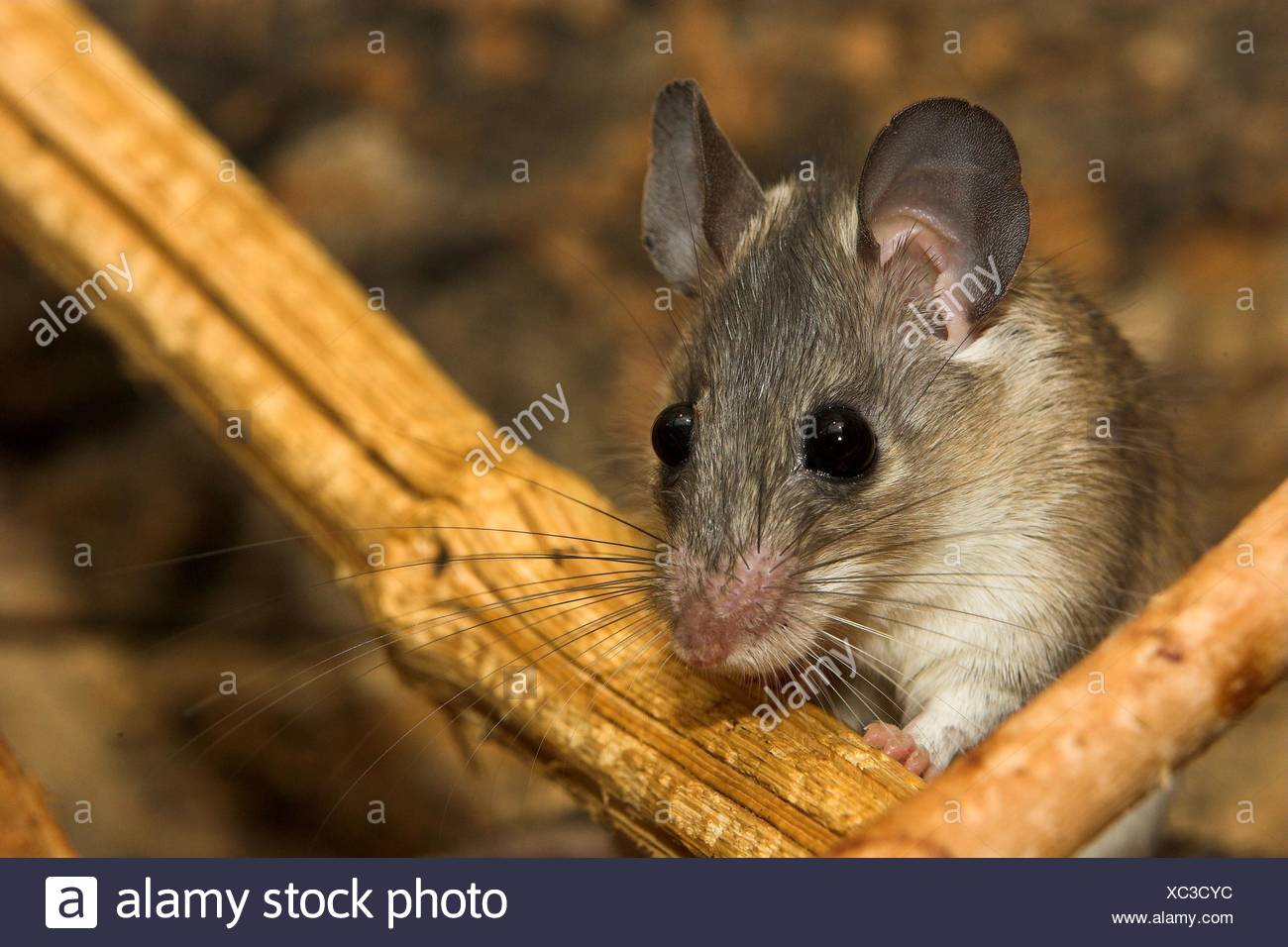 Spiny Mice High Resolution Stock Photography and Images - Alamy