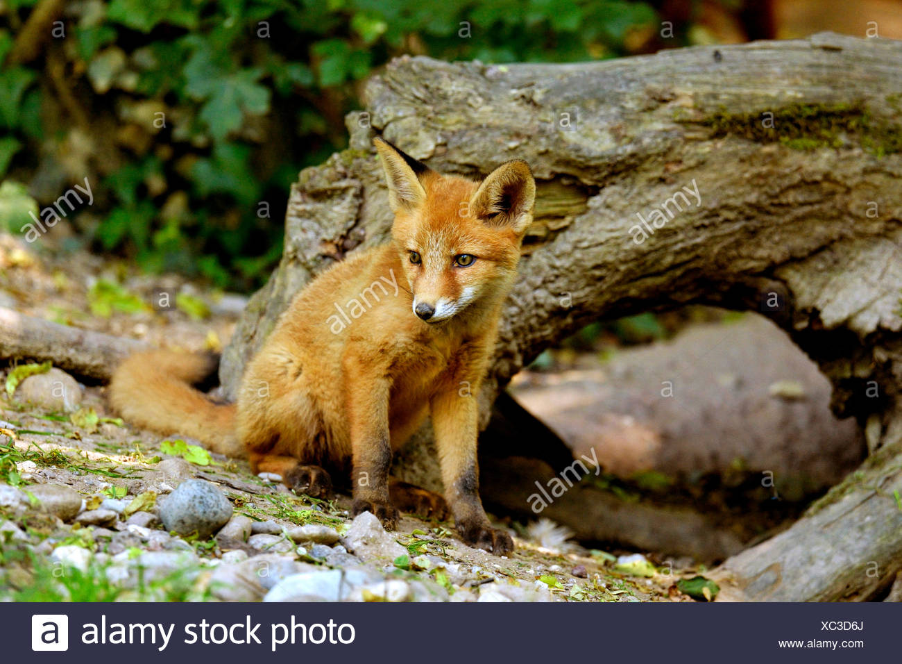 Burrow High Resolution Stock Photography and Images - Alamy