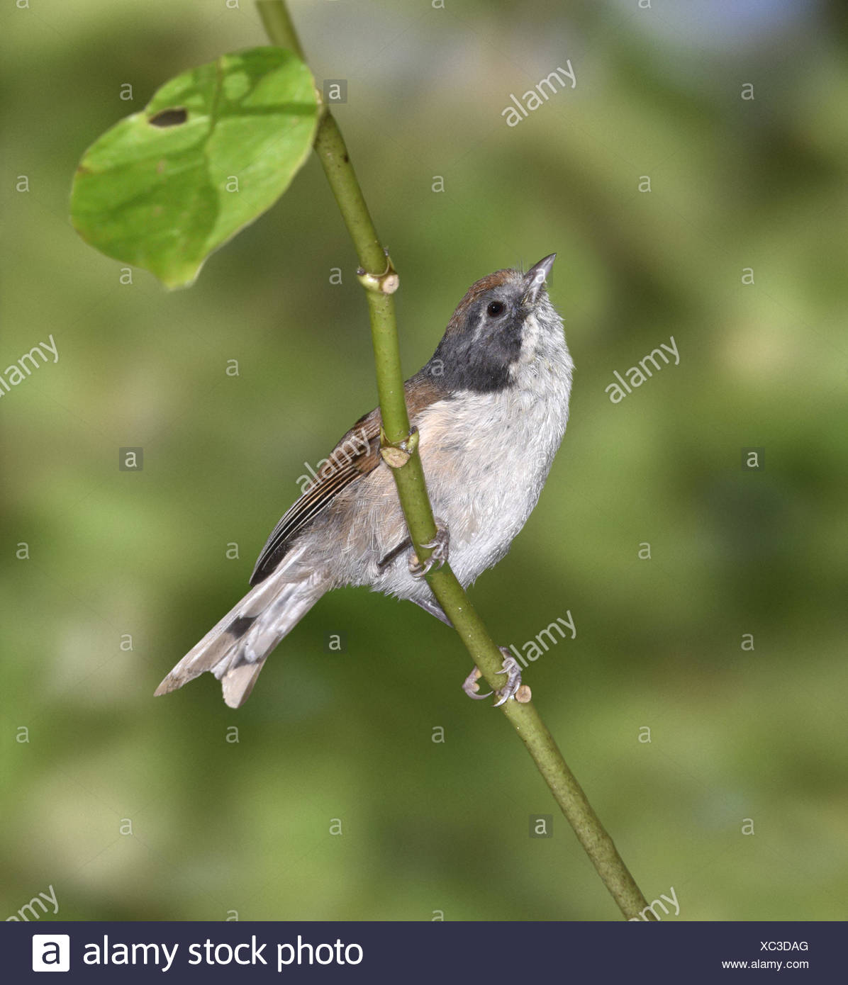 Pipipi High Resolution Stock Photography and Images - Alamy