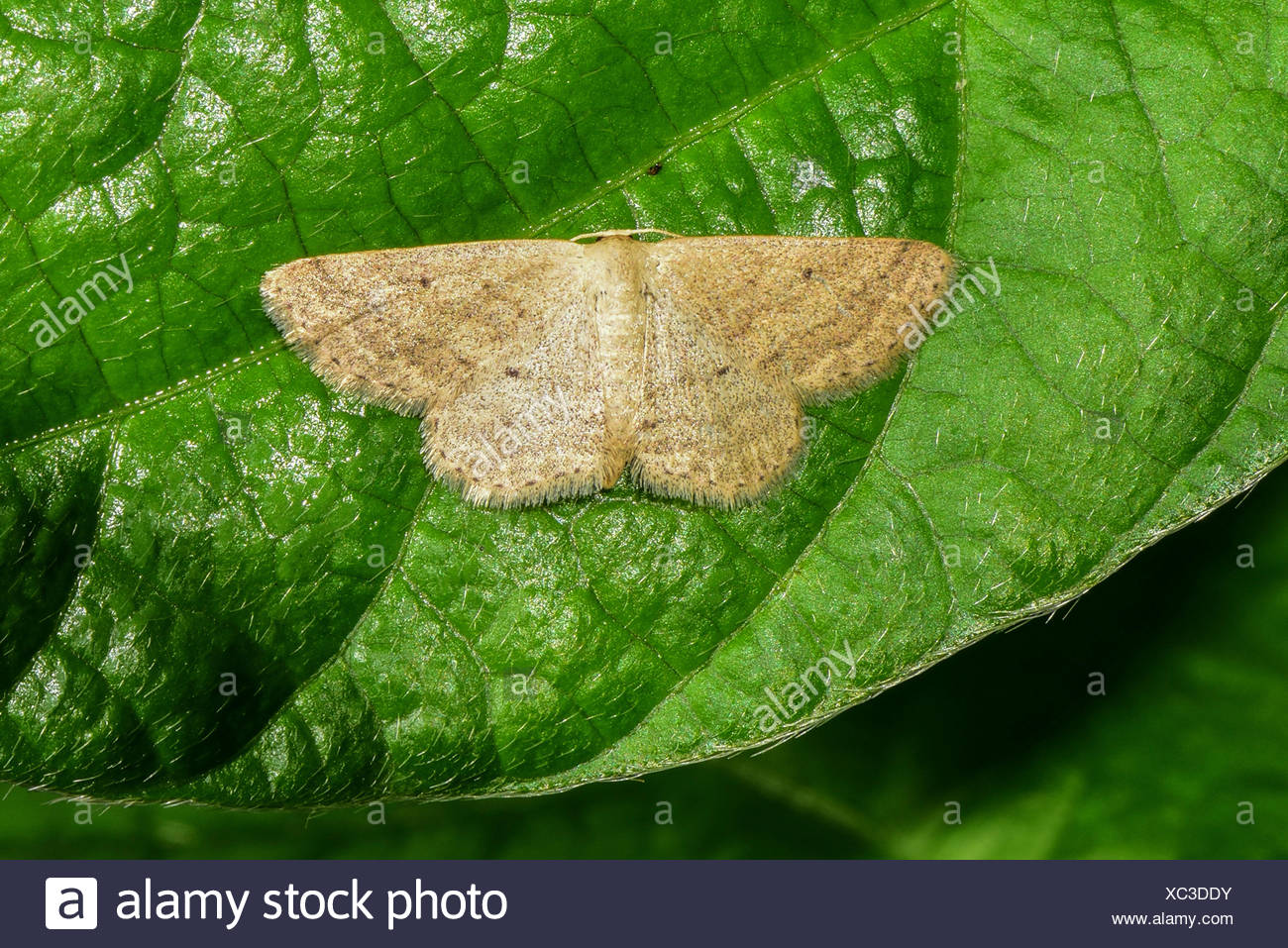 Geometridae Stock Photos & Geometridae Stock Images - Alamy