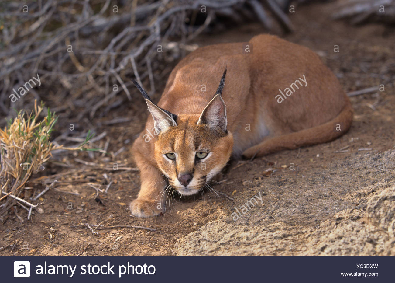 Cat Stalking Prey High Resolution Stock Photography and Images - Alamy