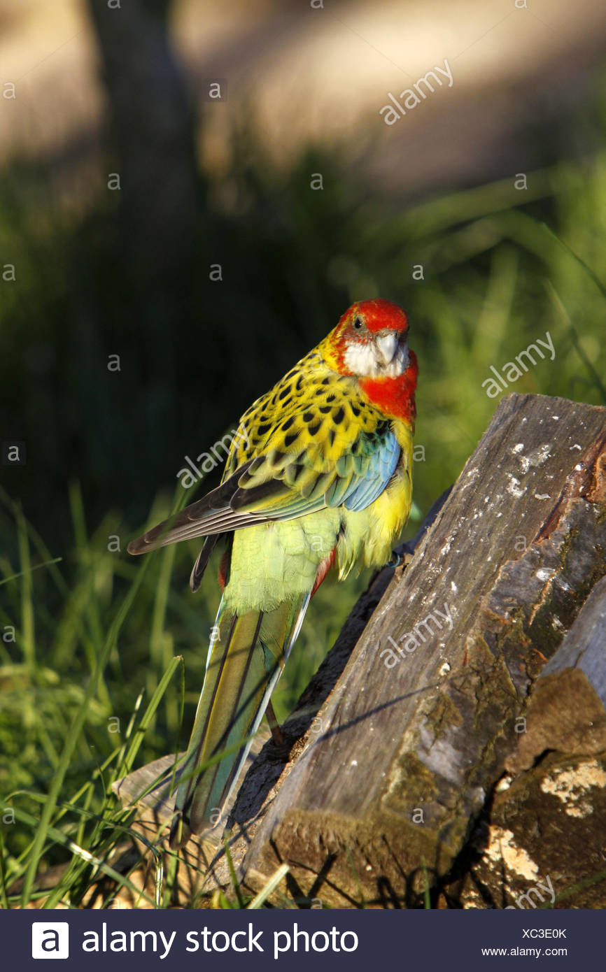 Blue Rosella Stock Photos & Blue Rosella Stock Images - Alamy