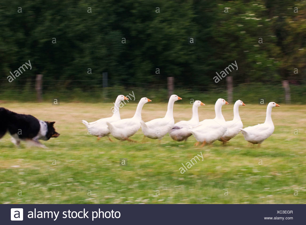 Herding Geese Stock Photos & Herding Geese Stock Images - Alamy