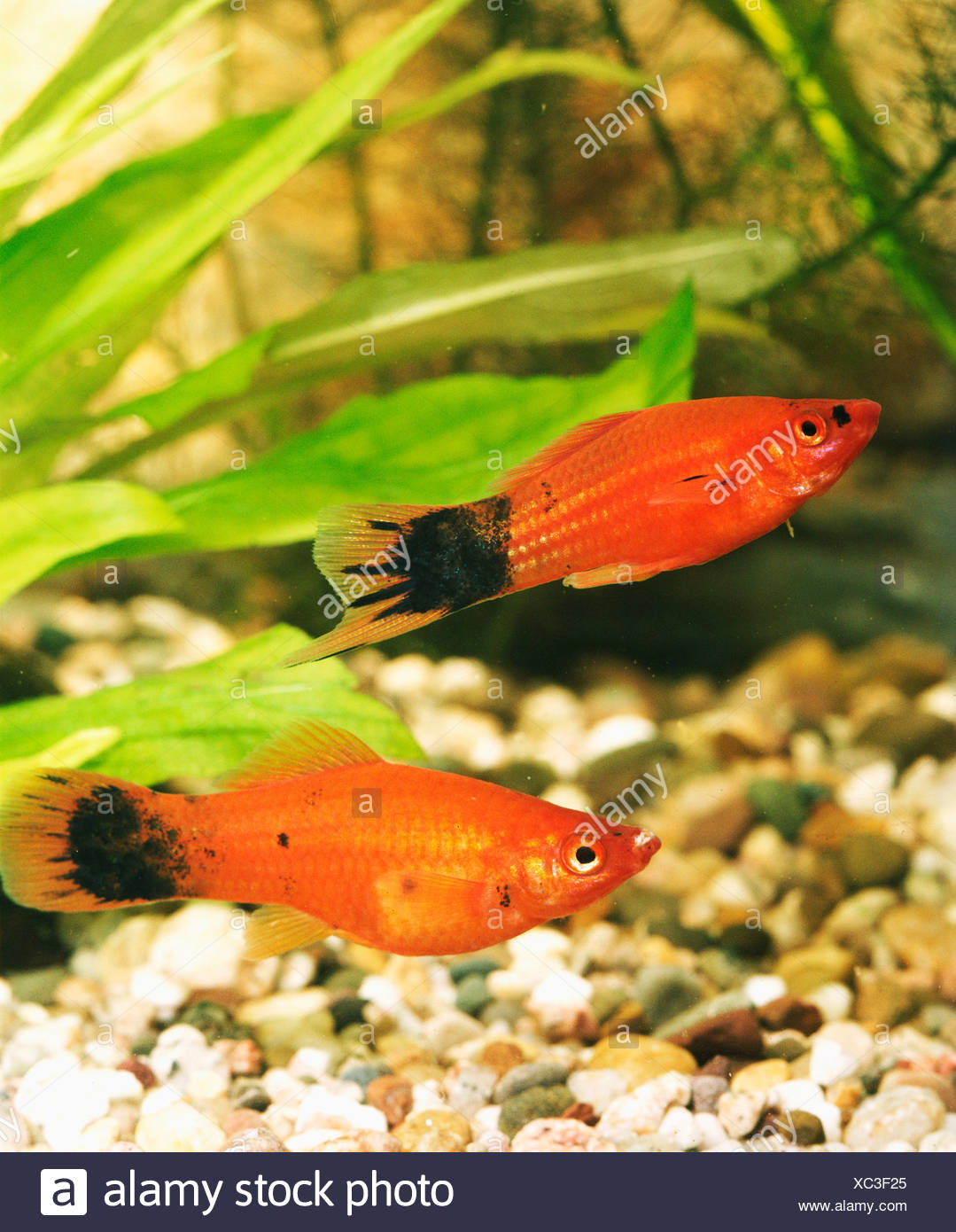 Southern Platyfish Xiphophorus Maculatus High Resolution Stock ...