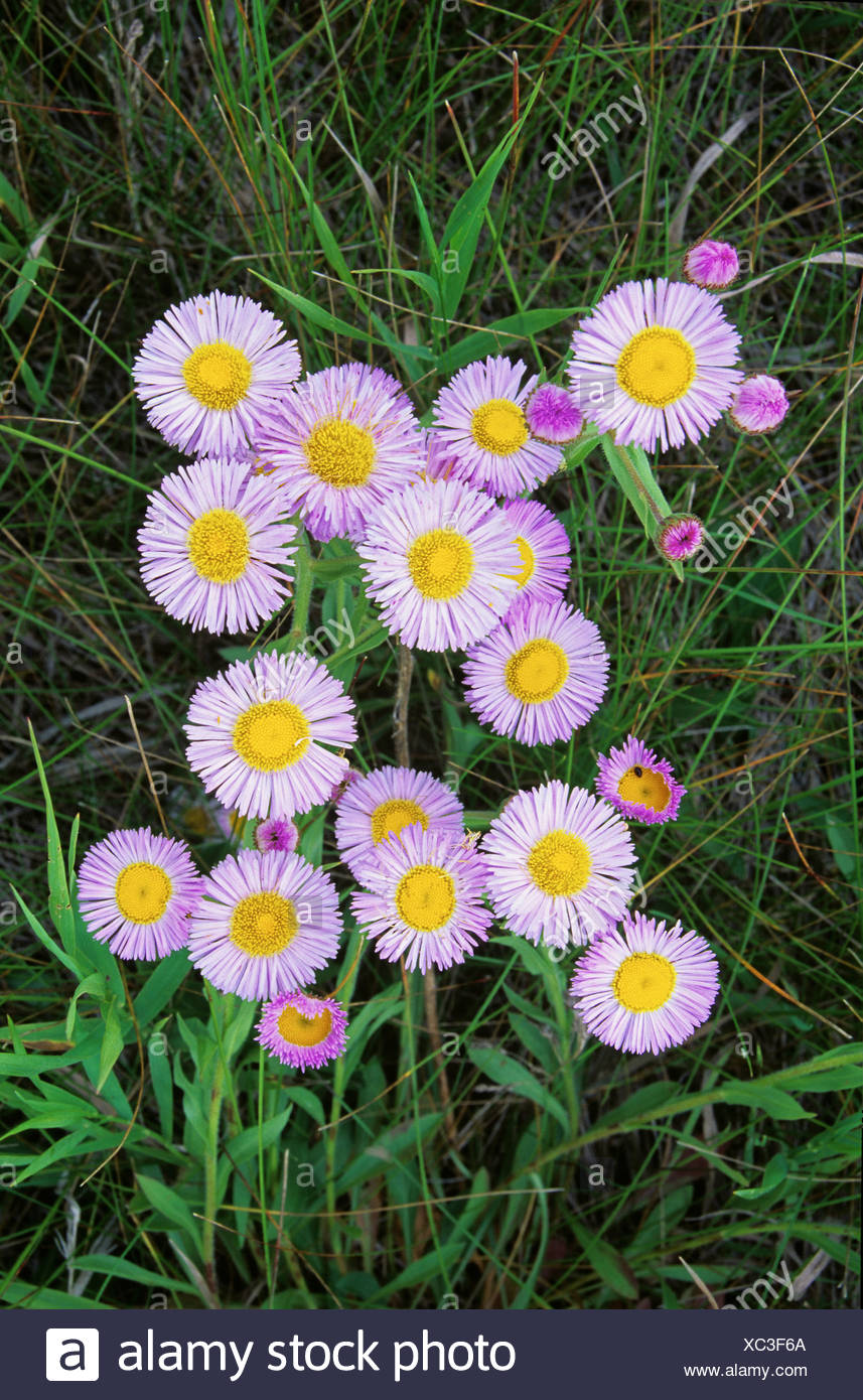 Canadian Fleabane High Resolution Stock Photography and Images - Alamy