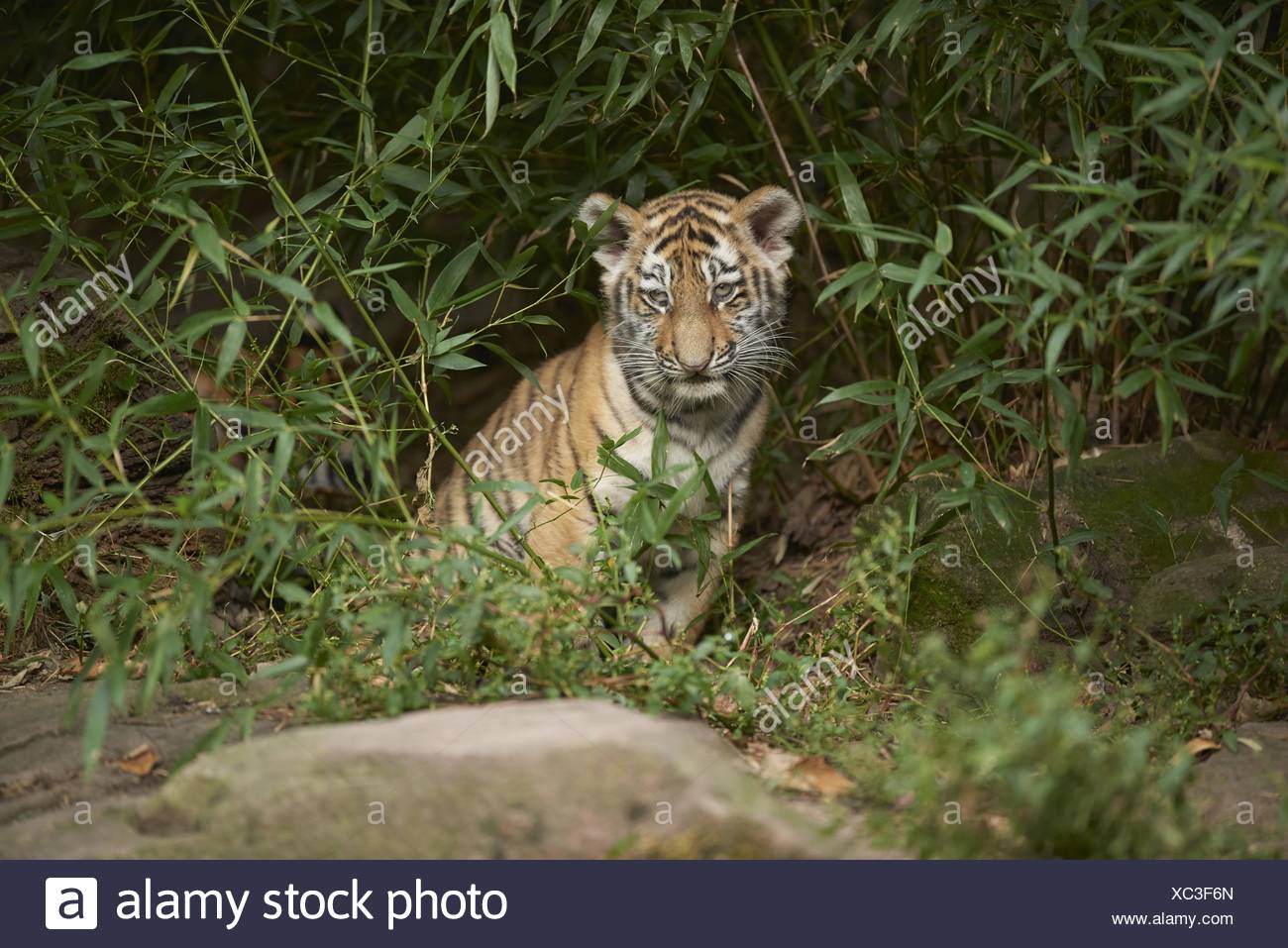 Tiger Sitting High Resolution Stock Photography and Images - Alamy