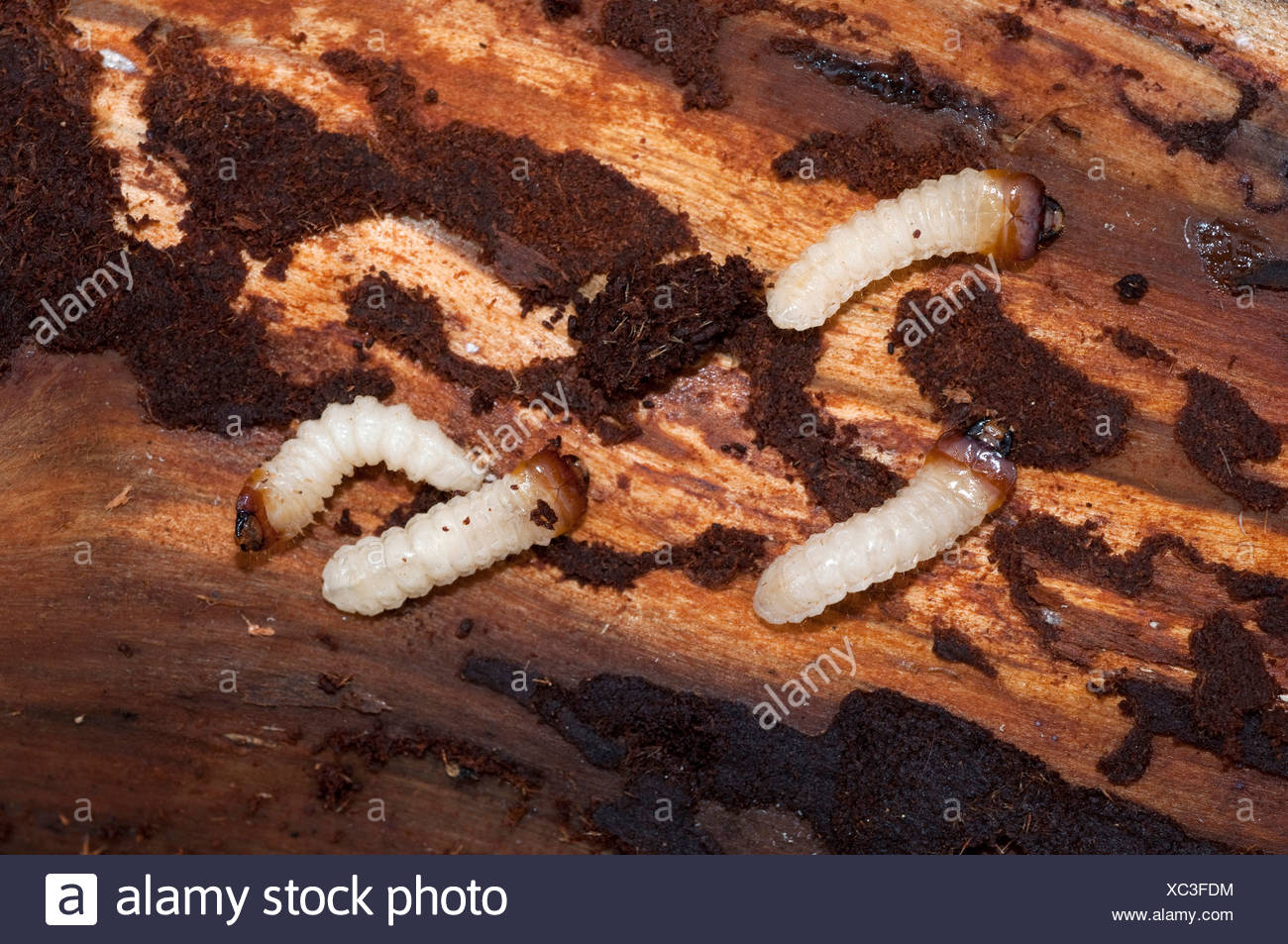 Pine Borer High Resolution Stock Photography and Images - Alamy