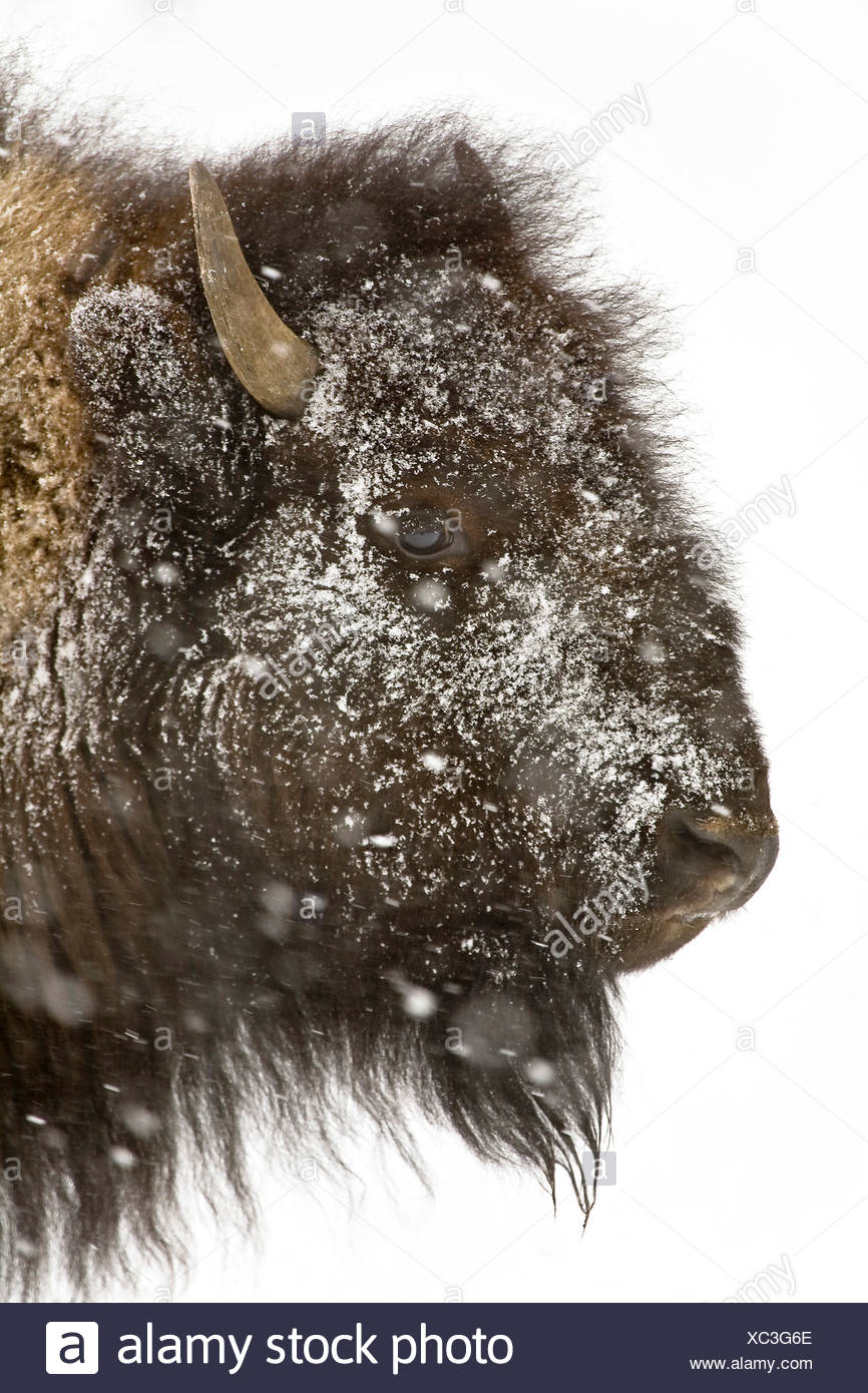 Buffalo Eye High Resolution Stock Photography and Images - Alamy