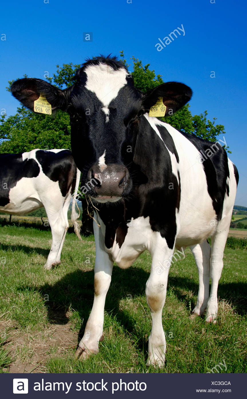 Holstein Cattle Stock Photos & Holstein Cattle Stock Images - Alamy