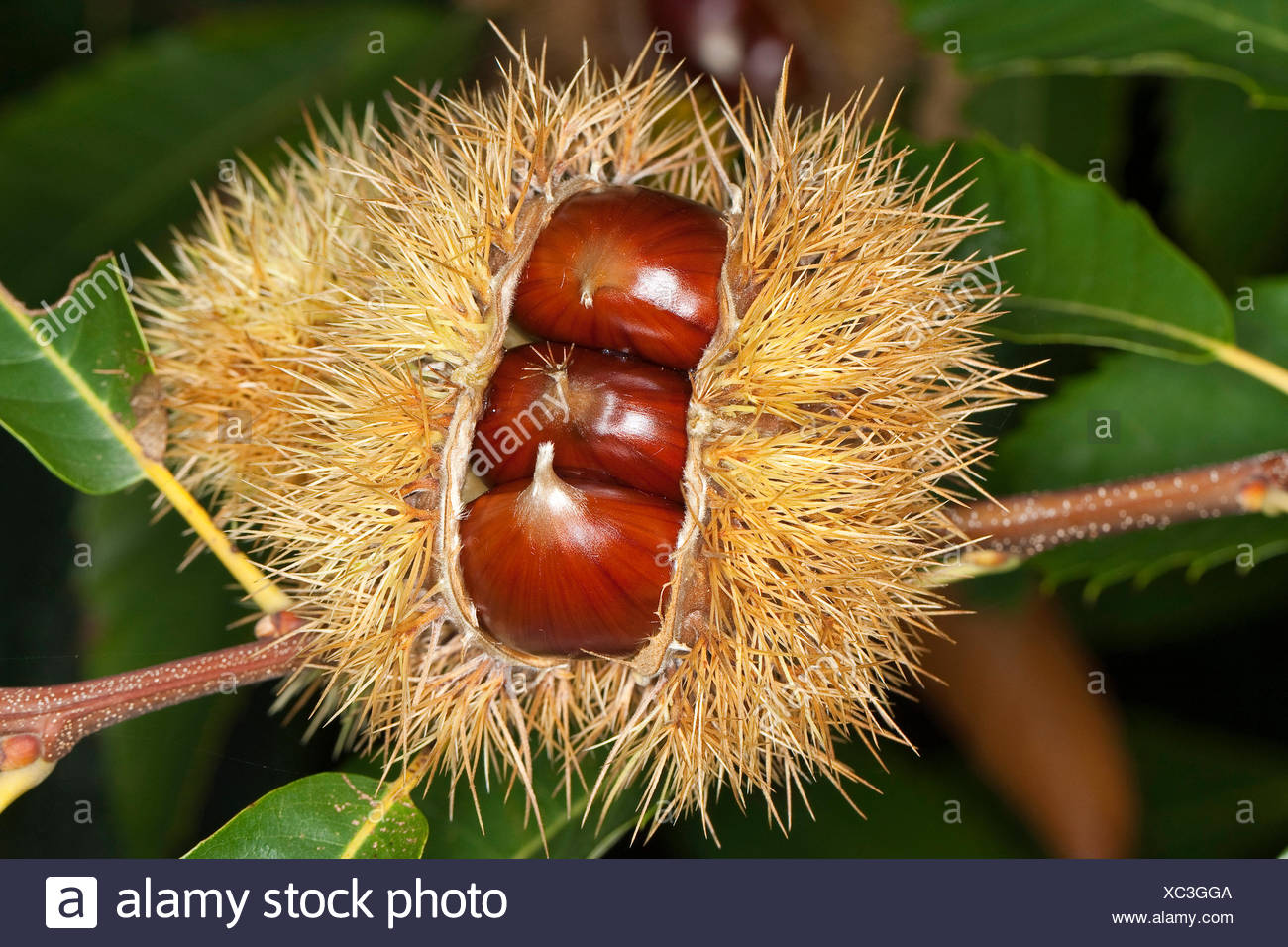 Spanish Chestnut Tree Stock Photos & Spanish Chestnut Tree Stock Images ...